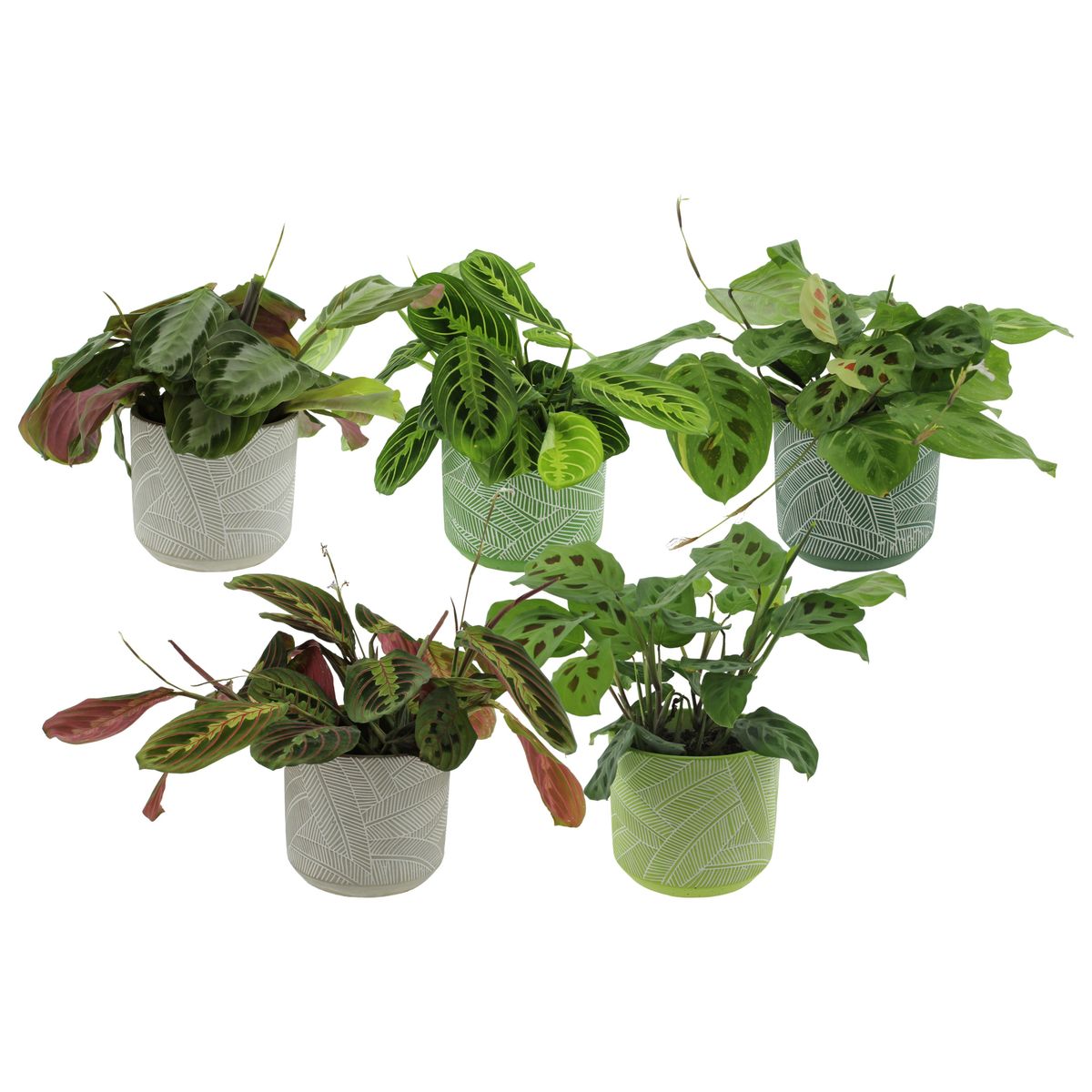 Maranta leuconeura MIX — Plant Wholesale FlorAccess