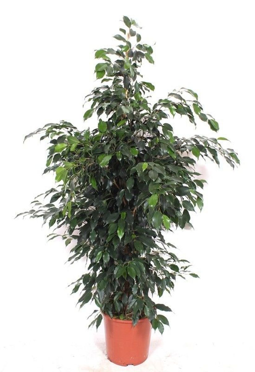 Ficus benjamina 'Danielle' — Plant Wholesale FlorAccess