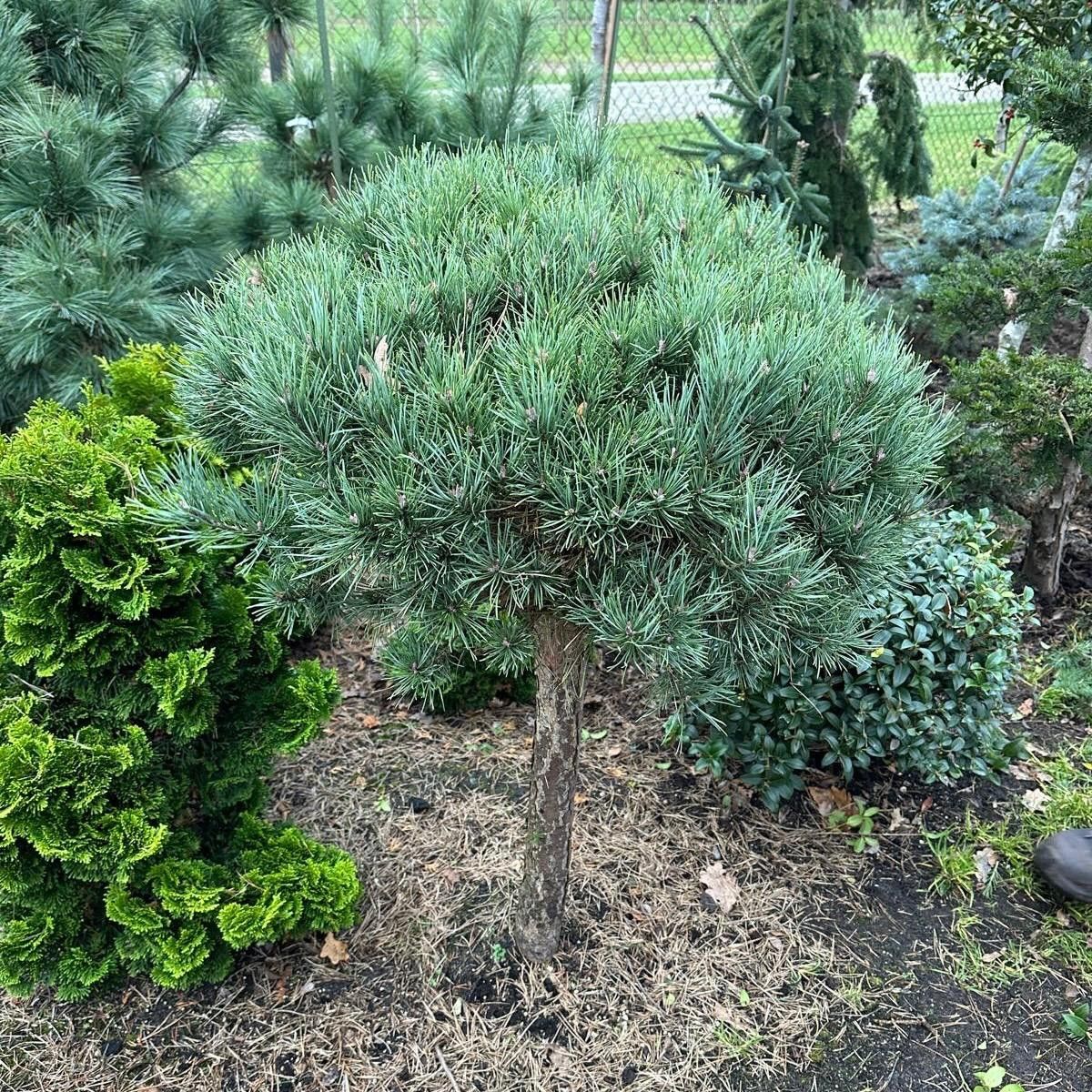Pinus strobus 'Radiata' — Plant Wholesale FlorAccess
