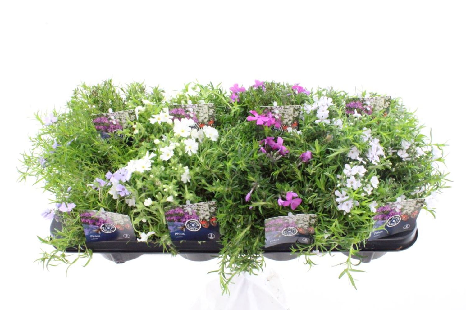 Phlox SUBULATA MIX — Plant Wholesale FlorAccess
