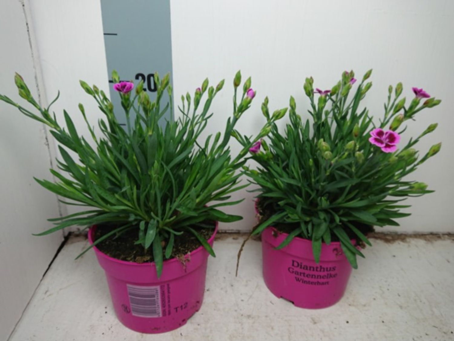Dianthus DIANTICA EARLY LOVE — Plant Wholesale FlorAccess