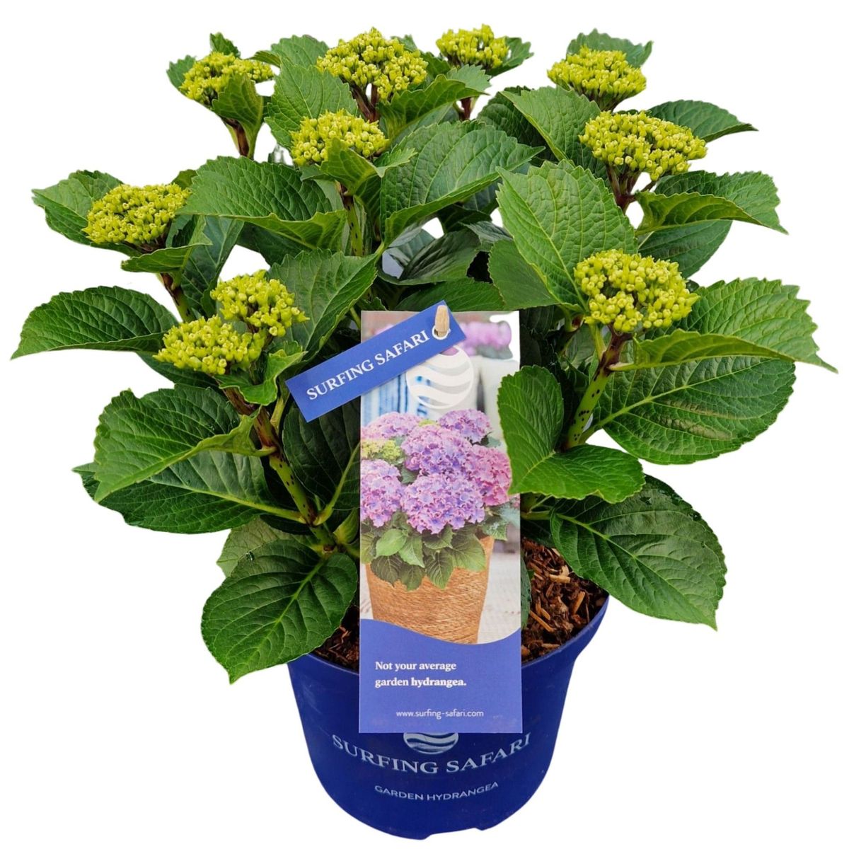 Hydrangea macrophylla SURFING SAFARI BAYVIEW — Plant Wholesale FlorAccess