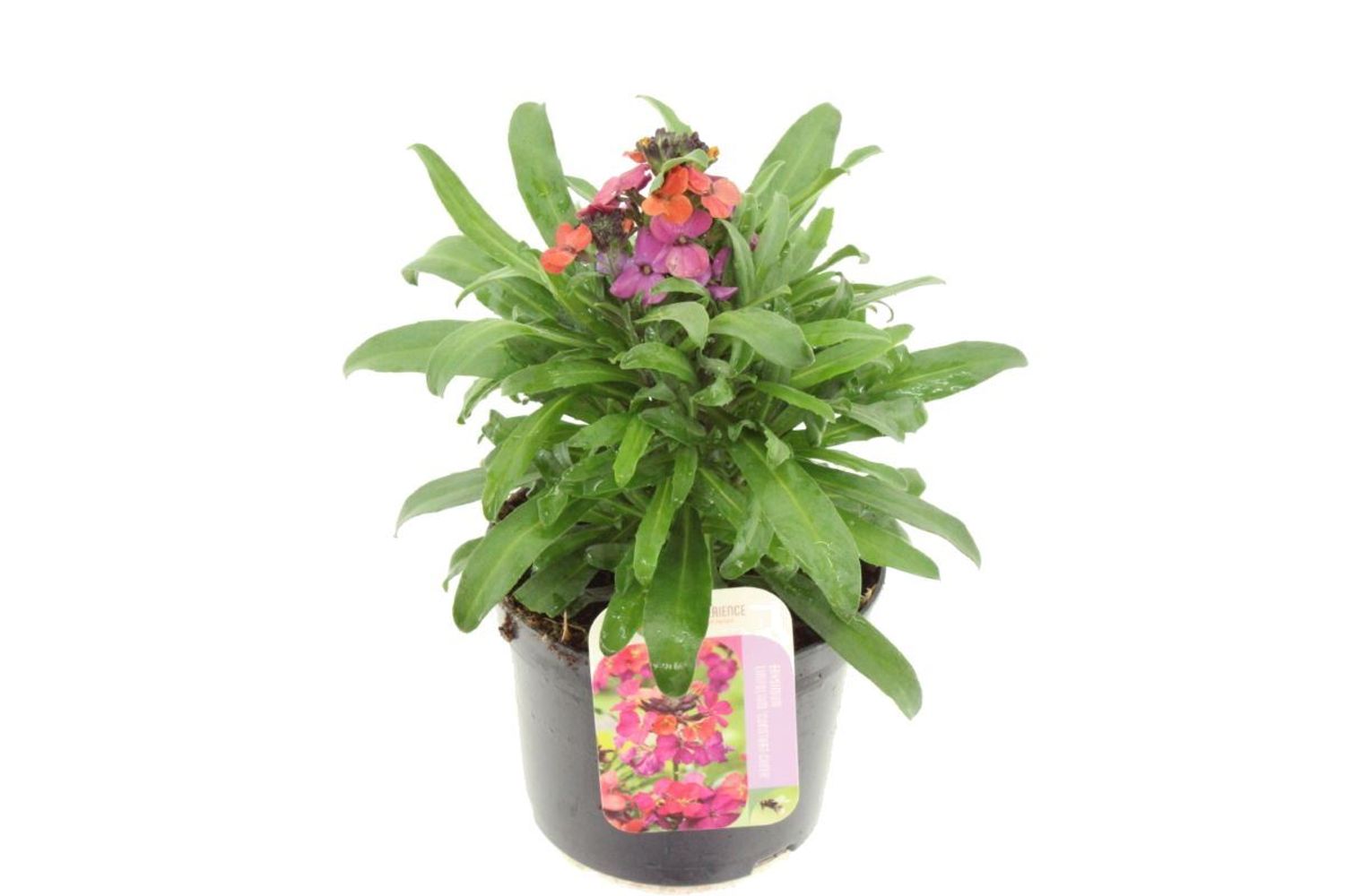 Erysimum 'Constant Cheer' — Plant Wholesale FlorAccess