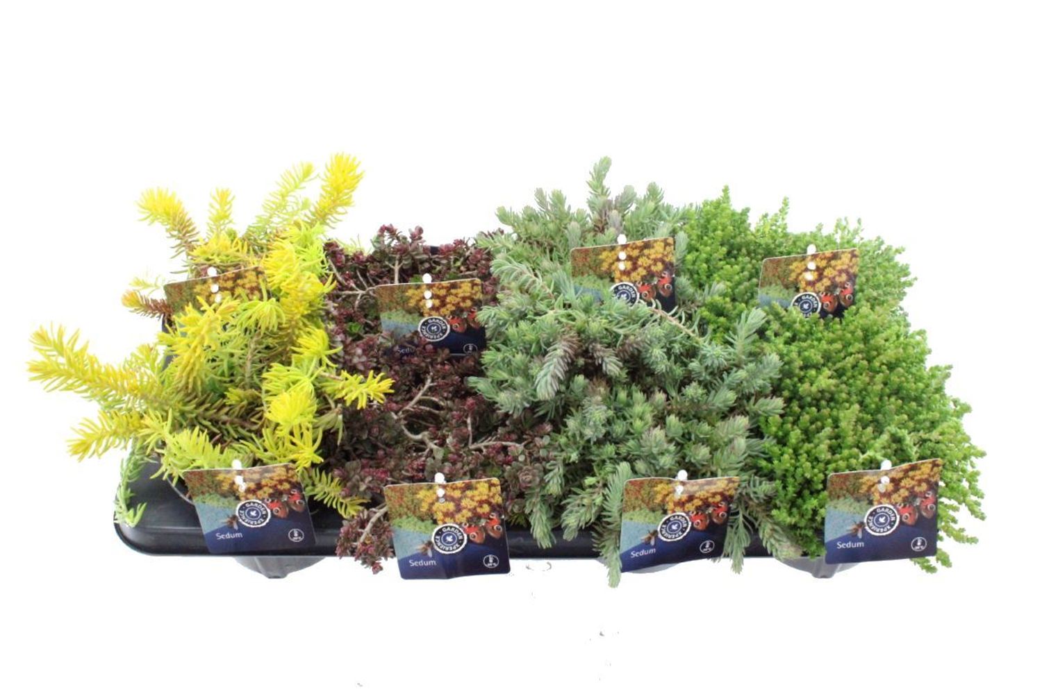 Sedum MIX — Plant Wholesale FlorAccess
