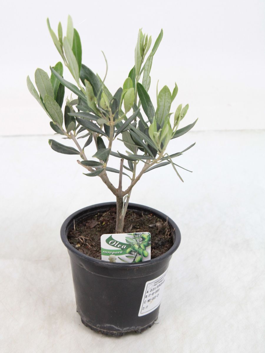 Olea europaea — Mayorista de plantas FlorAccess