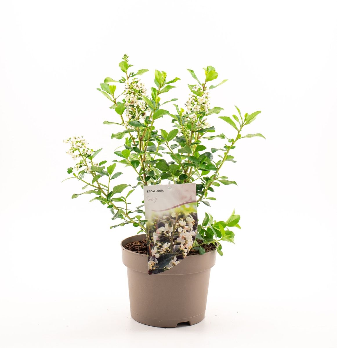 Escallonia 'Iveyi' — Plant Wholesale FlorAccess
