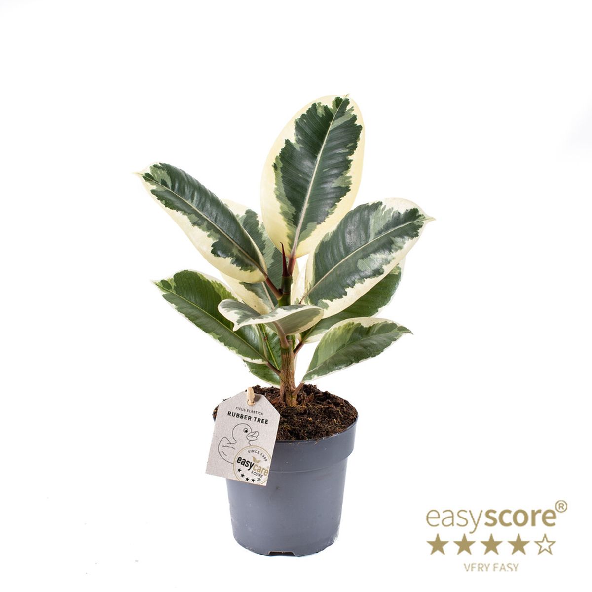 Ficus elastica 'Tineke' — Plant Wholesale FlorAccess