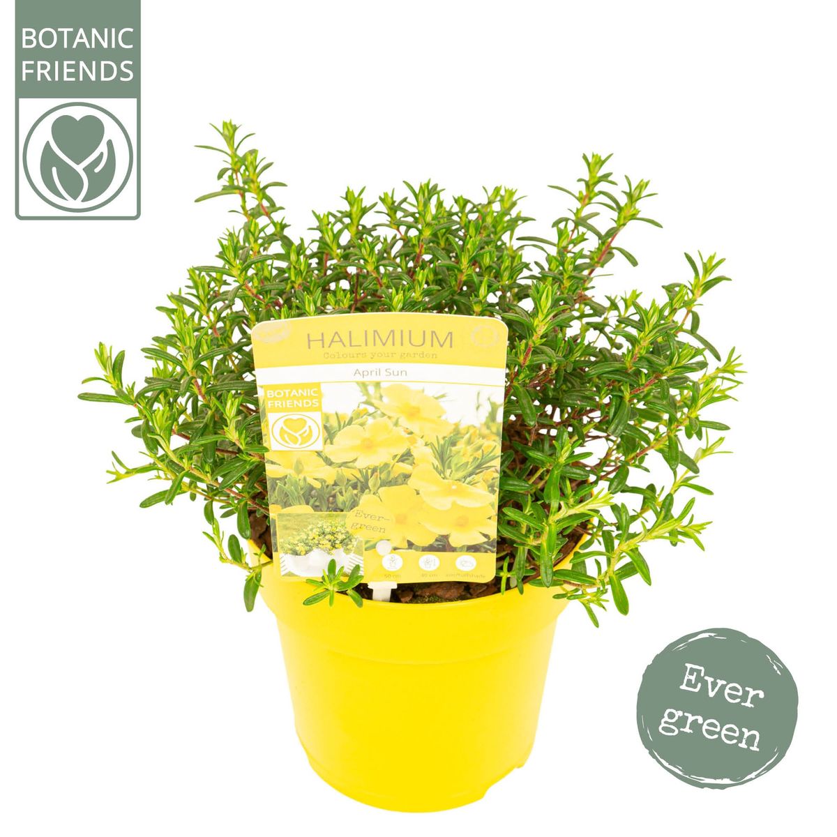 Halimium 'April Sun' — Plant Wholesale FlorAccess