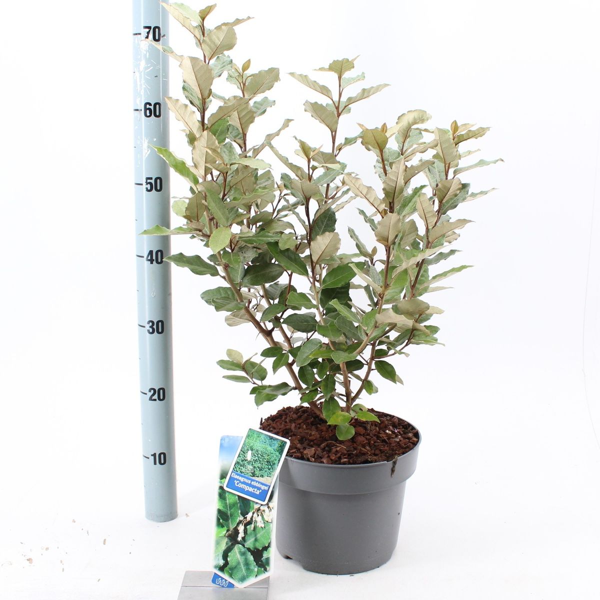 Elaeagnus x ebbingei 'Compacta' — Plant Wholesale FlorAccess