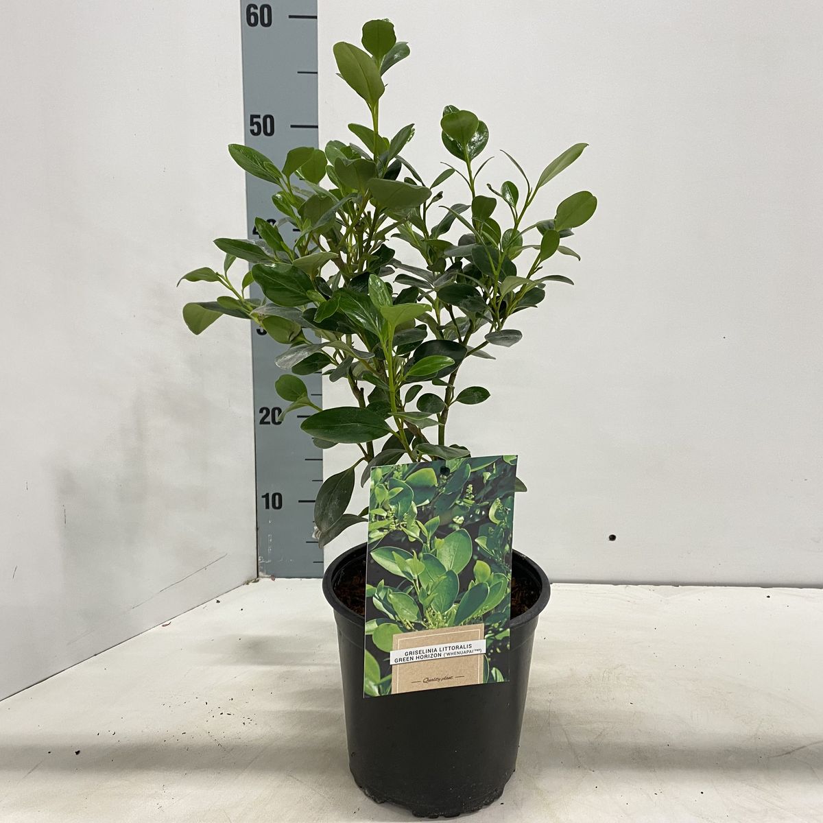 Griselinia littoralis GREEN HORIZON — Plant Wholesale FlorAccess