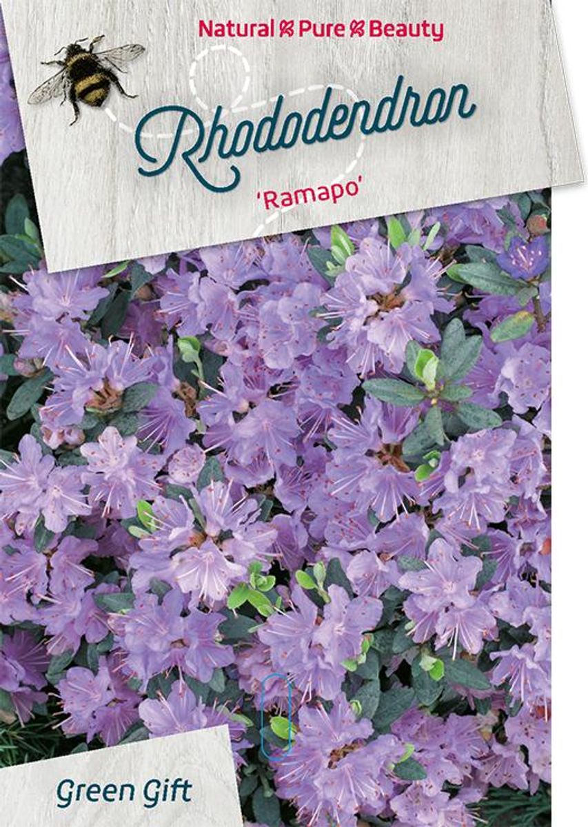 Rhododendron 'Ramapo' — Mayorista de plantas FlorAccess