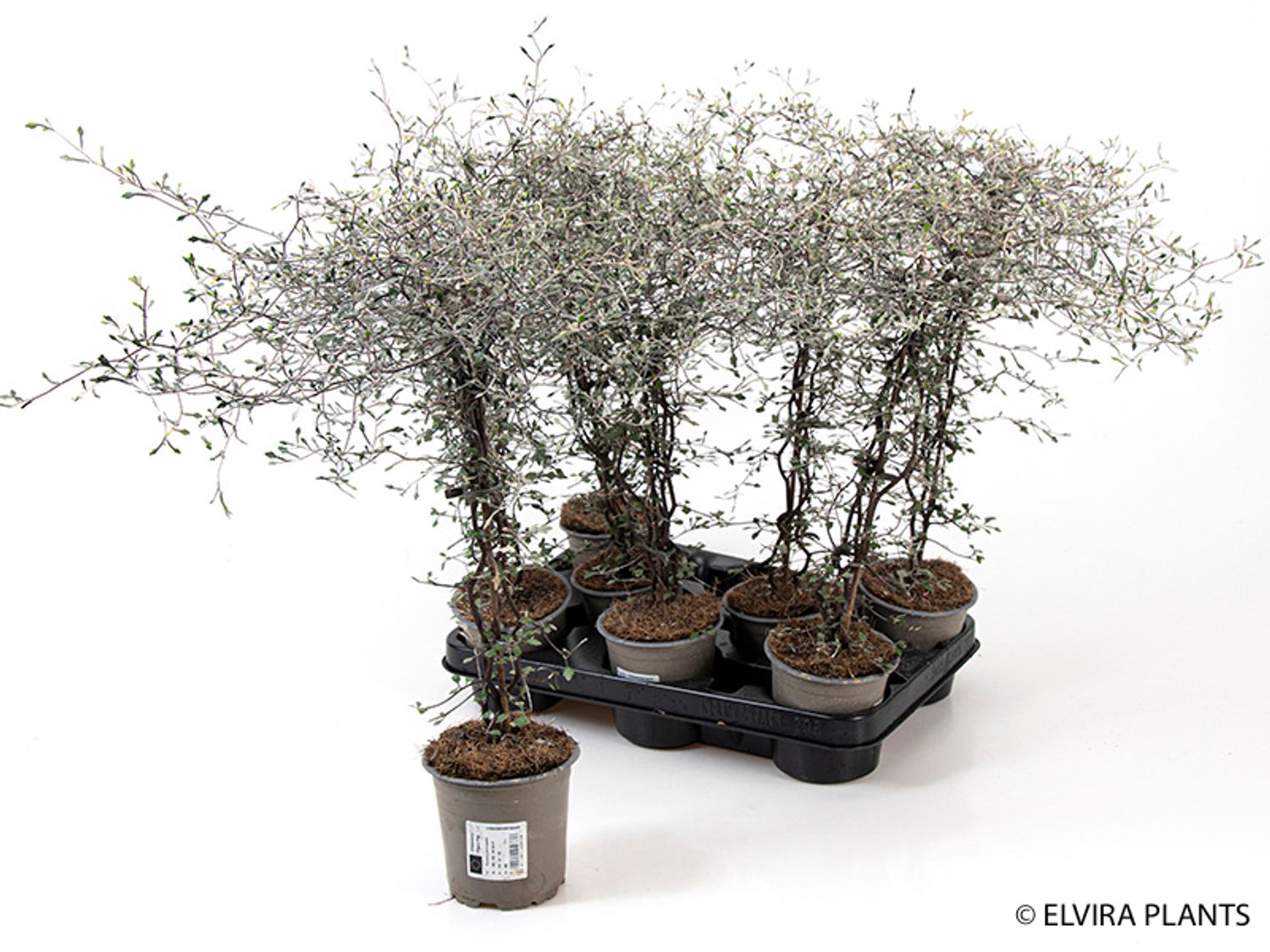 Corokia cotoneaster — Plant Wholesale FlorAccess