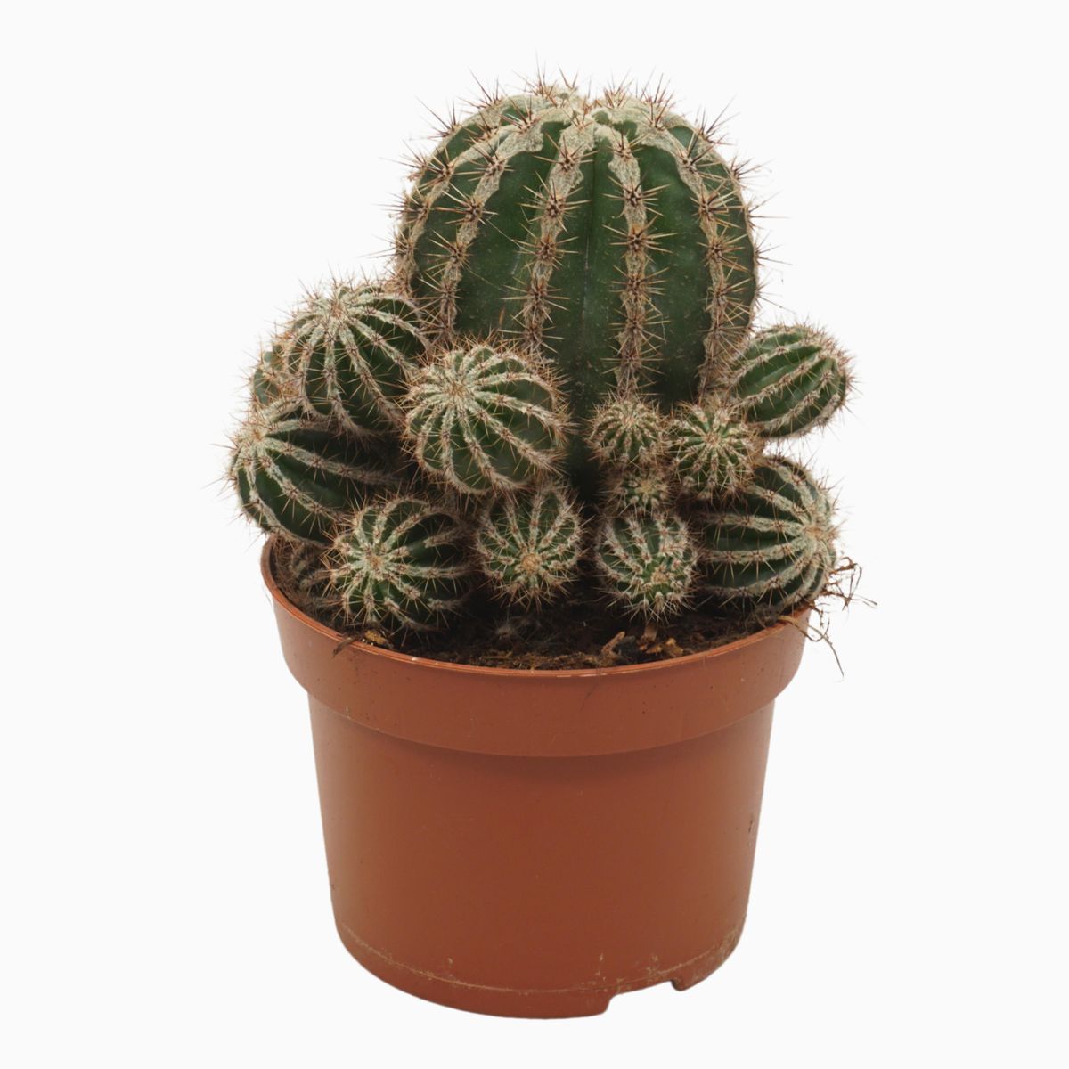Echinopsis 'Haku-jo Maru' — Plant Wholesale FlorAccess