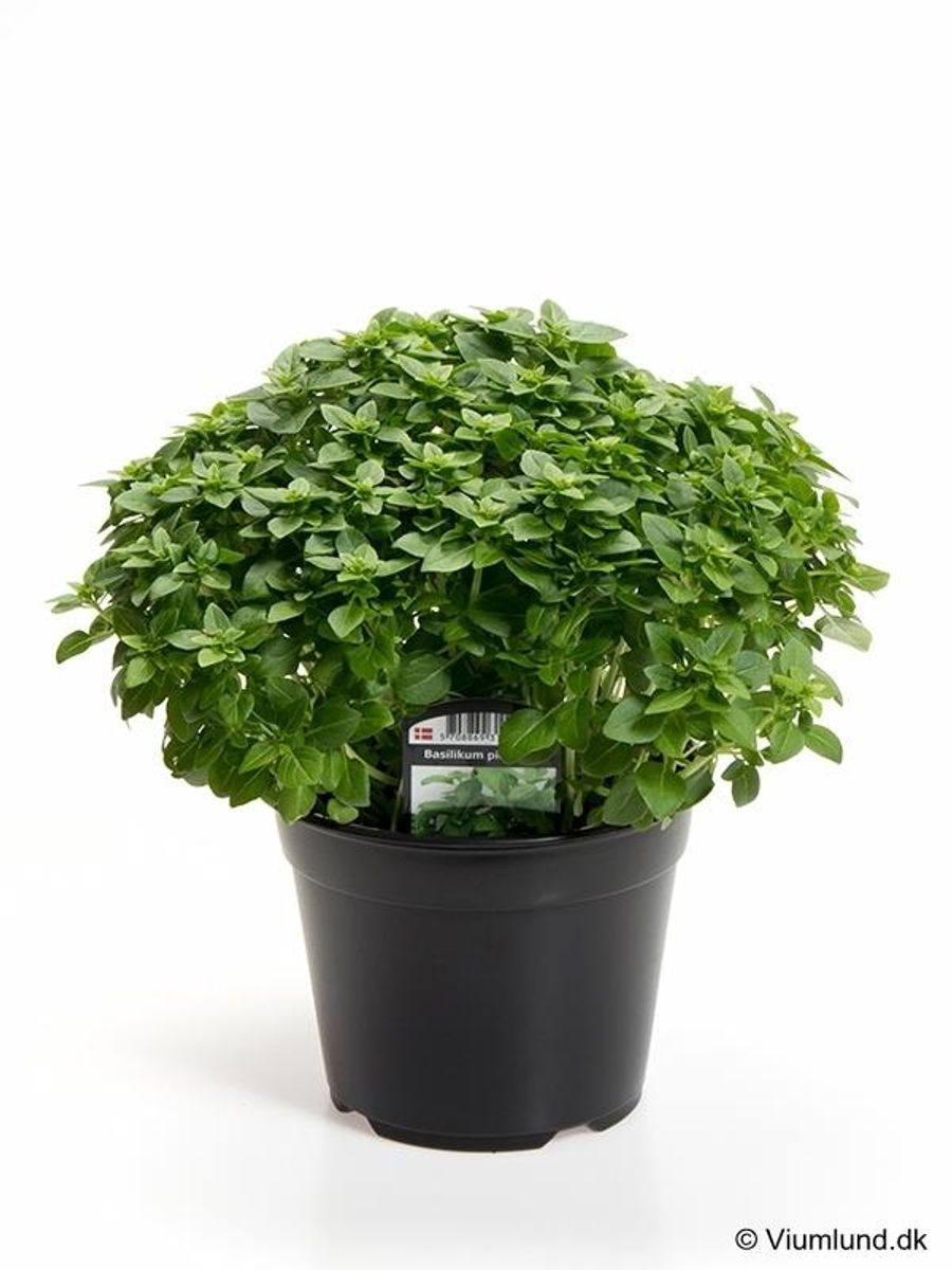 Ocimum basilicum 'Piccolino' — Plant Wholesale FlorAccess