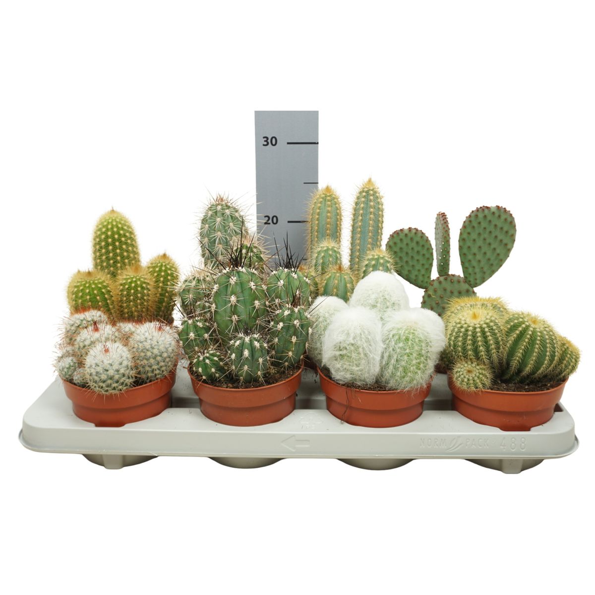 Cactus MIX — Plant Wholesale FlorAccess