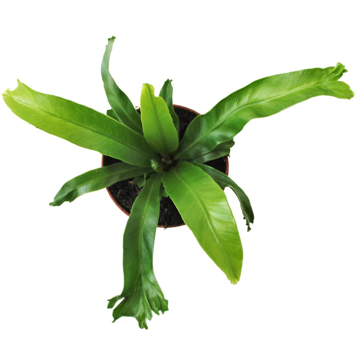 Asplenium antiquum 'Leslie' — Plant Wholesale FlorAccess