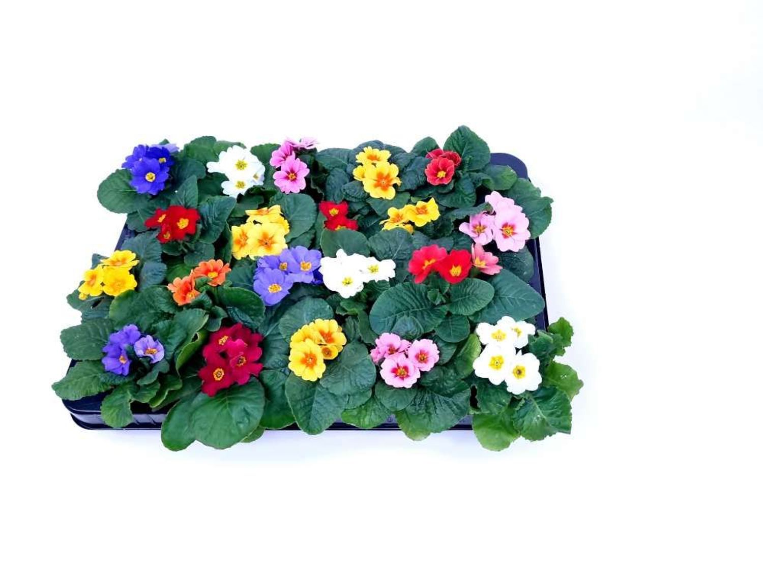 Primula vulgaris MIX — Plant Wholesale FlorAccess