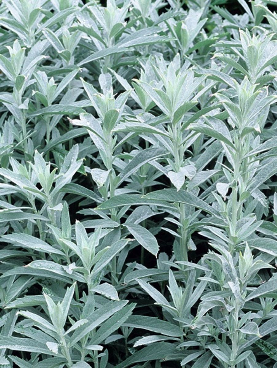 Artemisia ludoviciana 'Silver Queen' — Plant Wholesale FlorAccess
