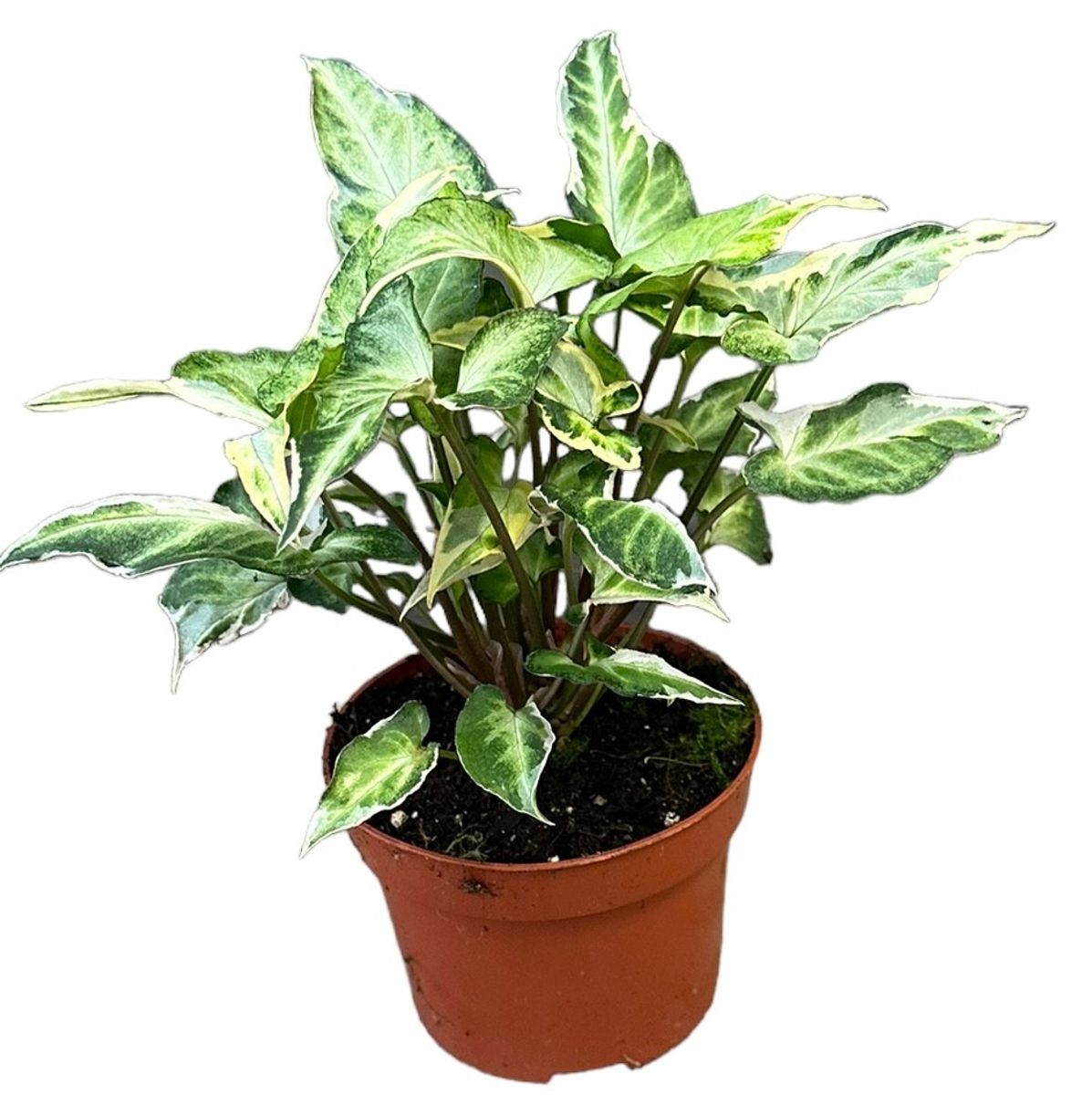Syngonium 'T25' — Groothandel in planten FlorAccess