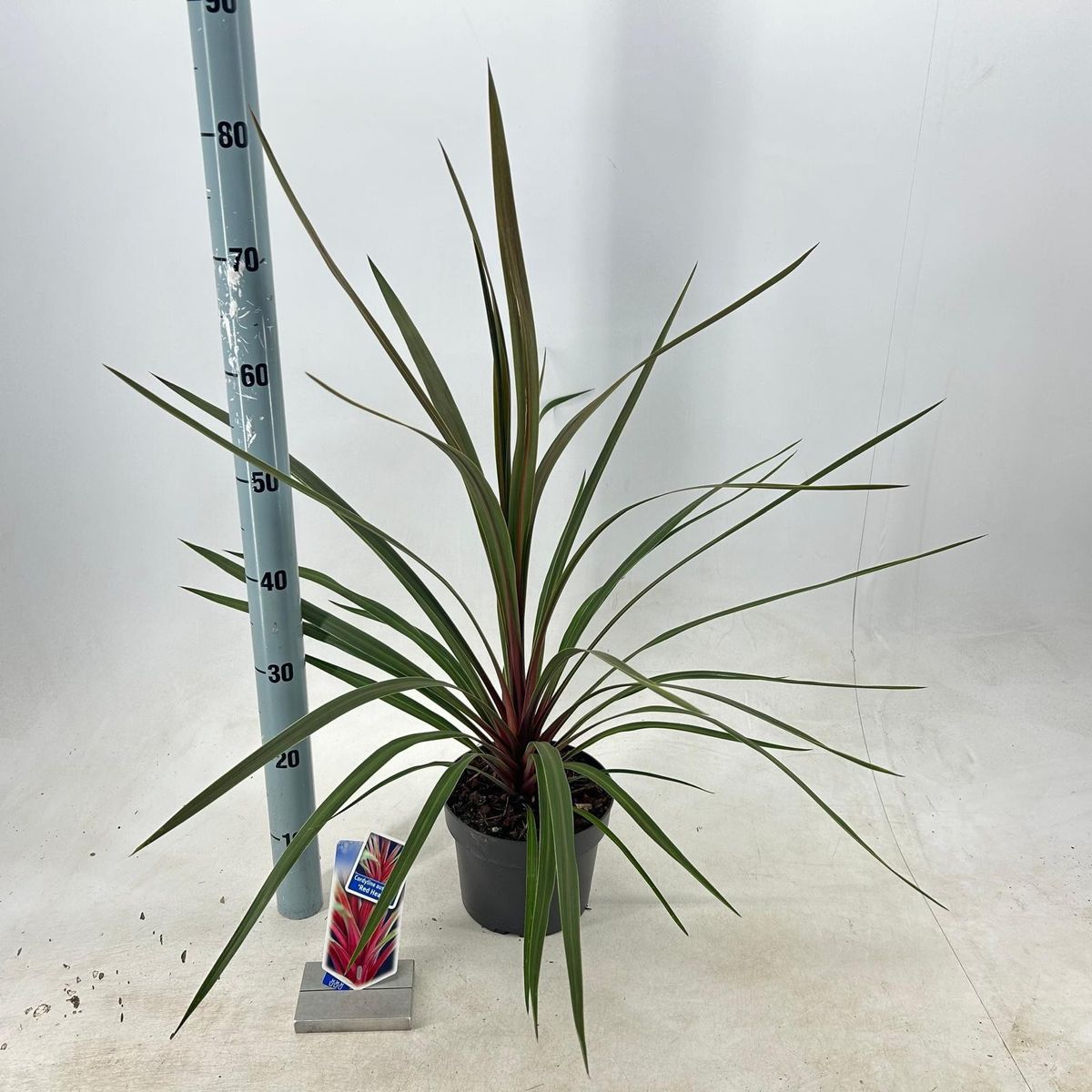Cordyline australis 'Red Heart' — Plant Wholesale FlorAccess