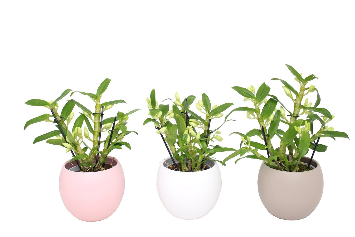 Dendrobium nobile SPRING DREAM STAR CLASS APOLLON — Plant Wholesale ...