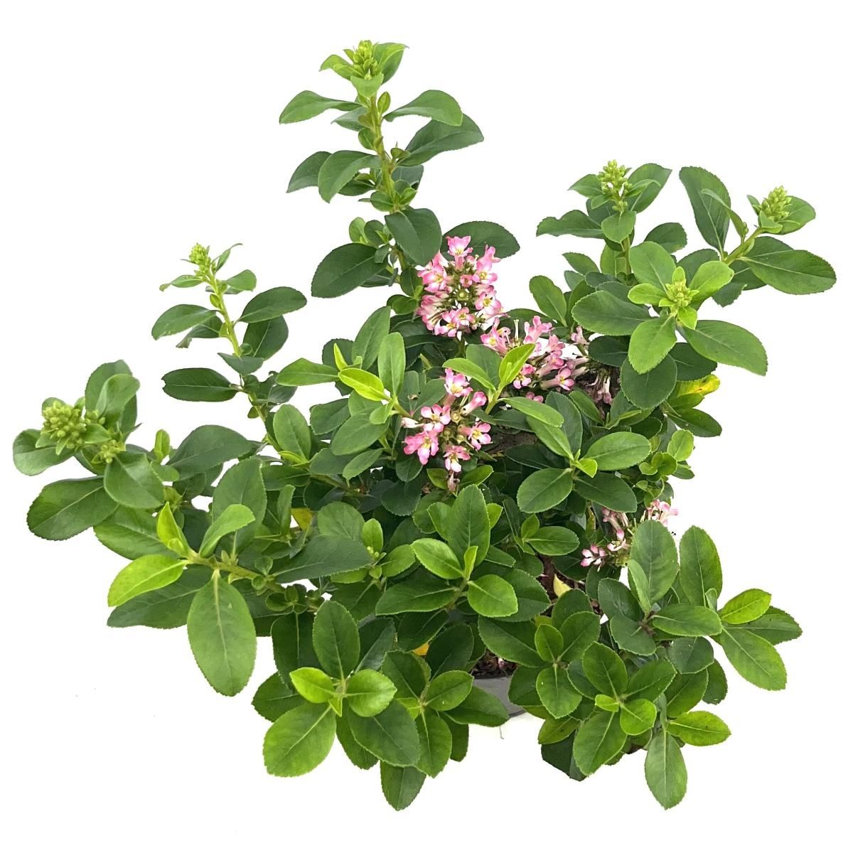 Escallonia laevis PINK ELLE — Plant Wholesale FlorAccess