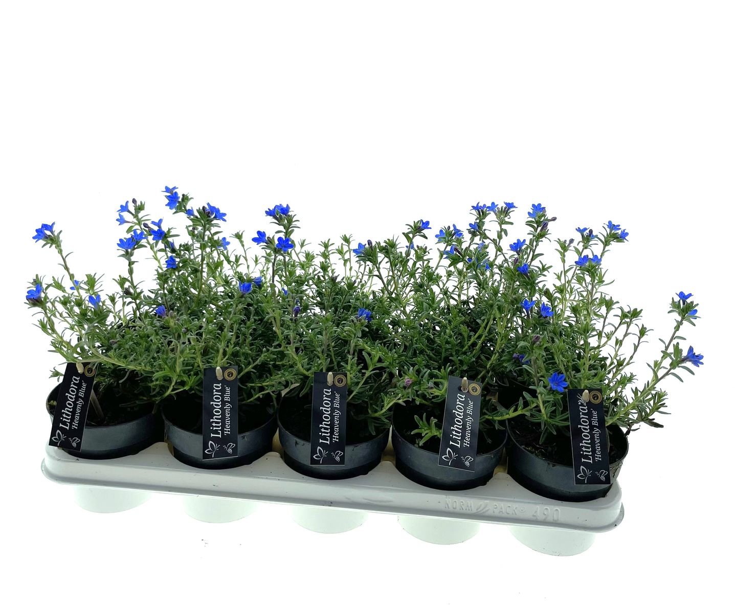 Lithodora diffusa 'Heavenly Blue' — Plant Wholesale FlorAccess