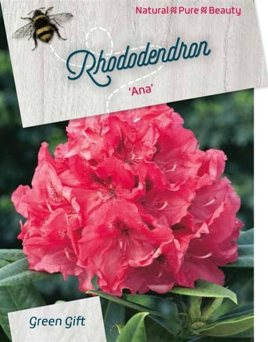 Rhododendron 'Ana' — Plant Wholesale FlorAccess