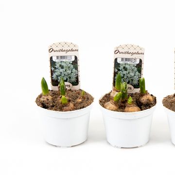 Ornithogalum — Plant Wholesale FlorAccess
