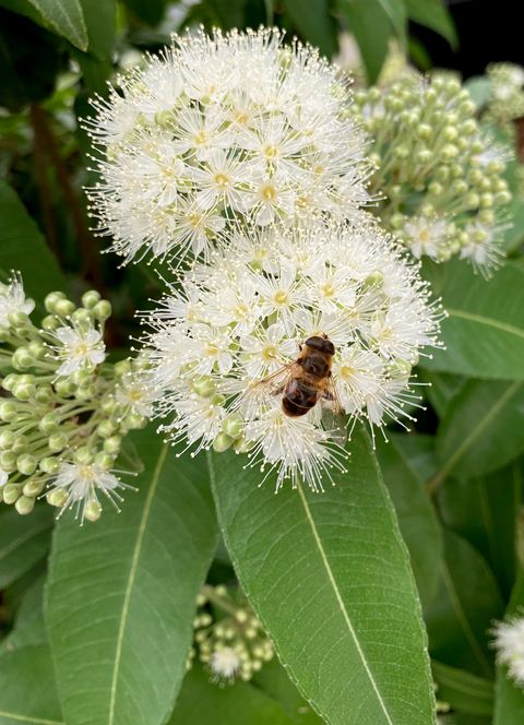 Backhousia citriodora — Plant Wholesale FlorAccess