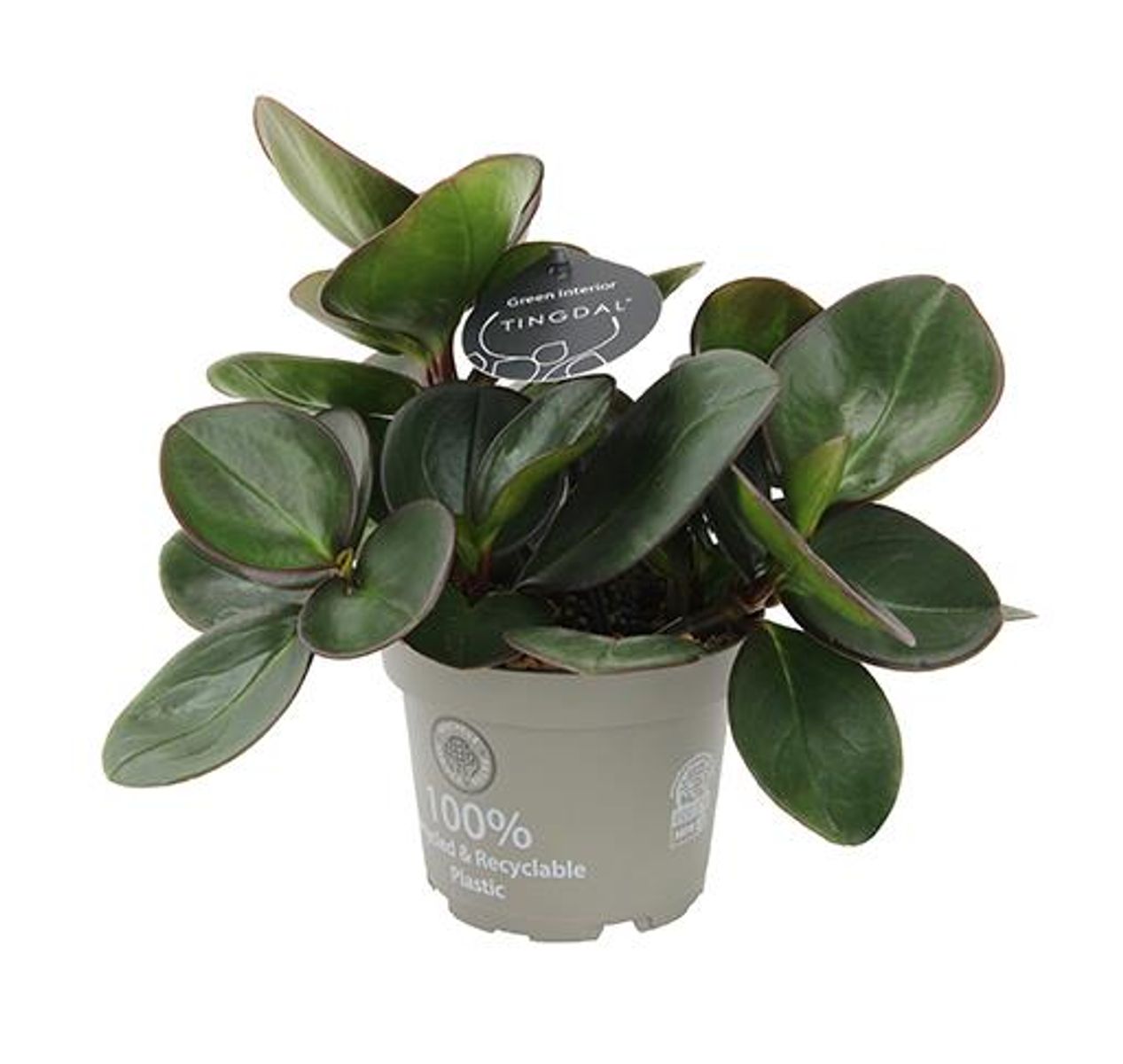 Peperomia obtusifolia 'Red Margin' — Plant Wholesale FlorAccess