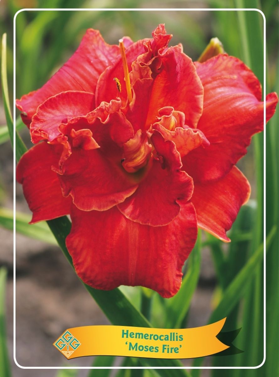 Hemerocallis 'Moses' Fire' — Plant Wholesale FlorAccess