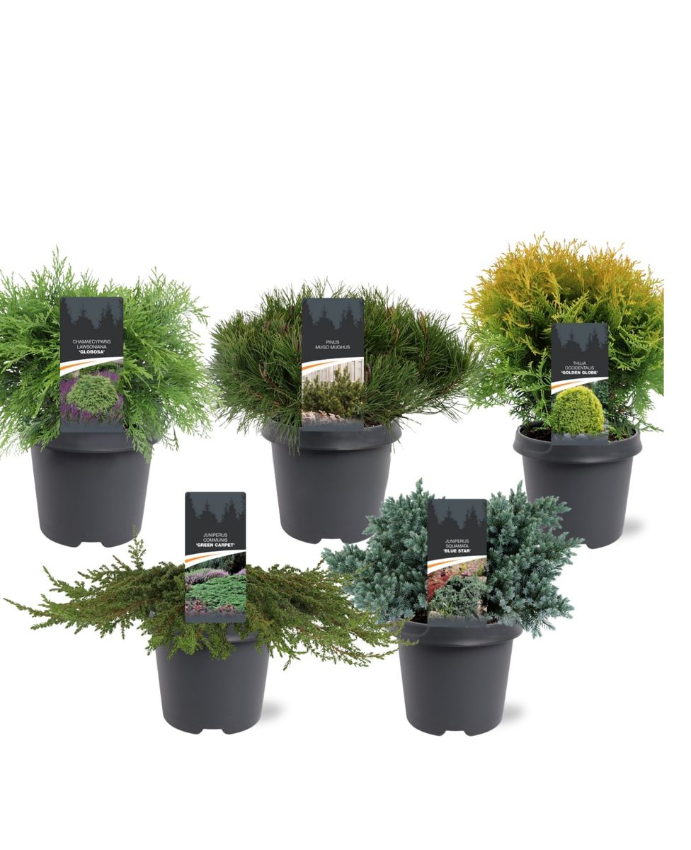 Conifers MIX — Plant Wholesale FlorAccess