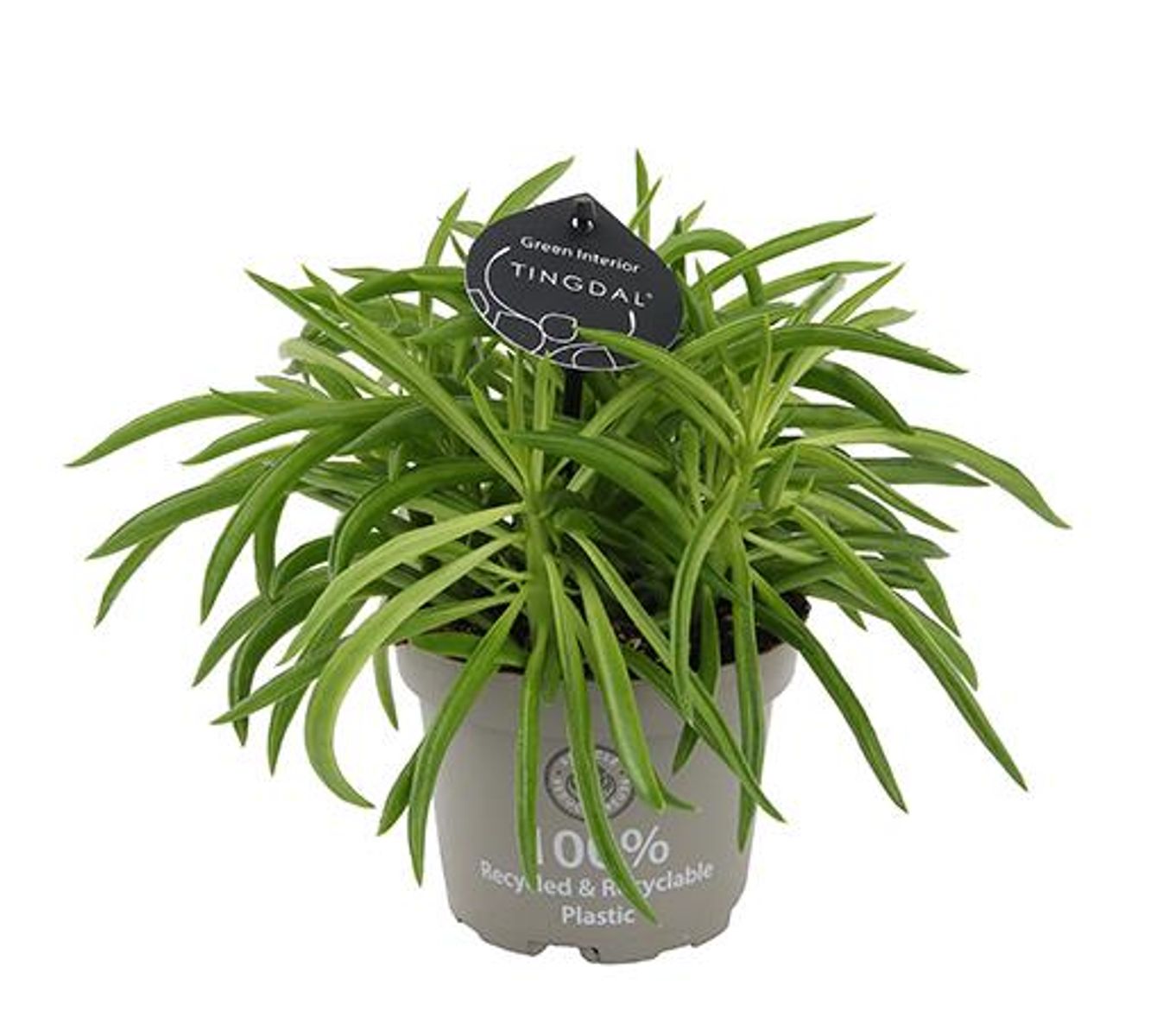 Peperomia ferreyrae 'Nevada' — Plant Wholesale FlorAccess