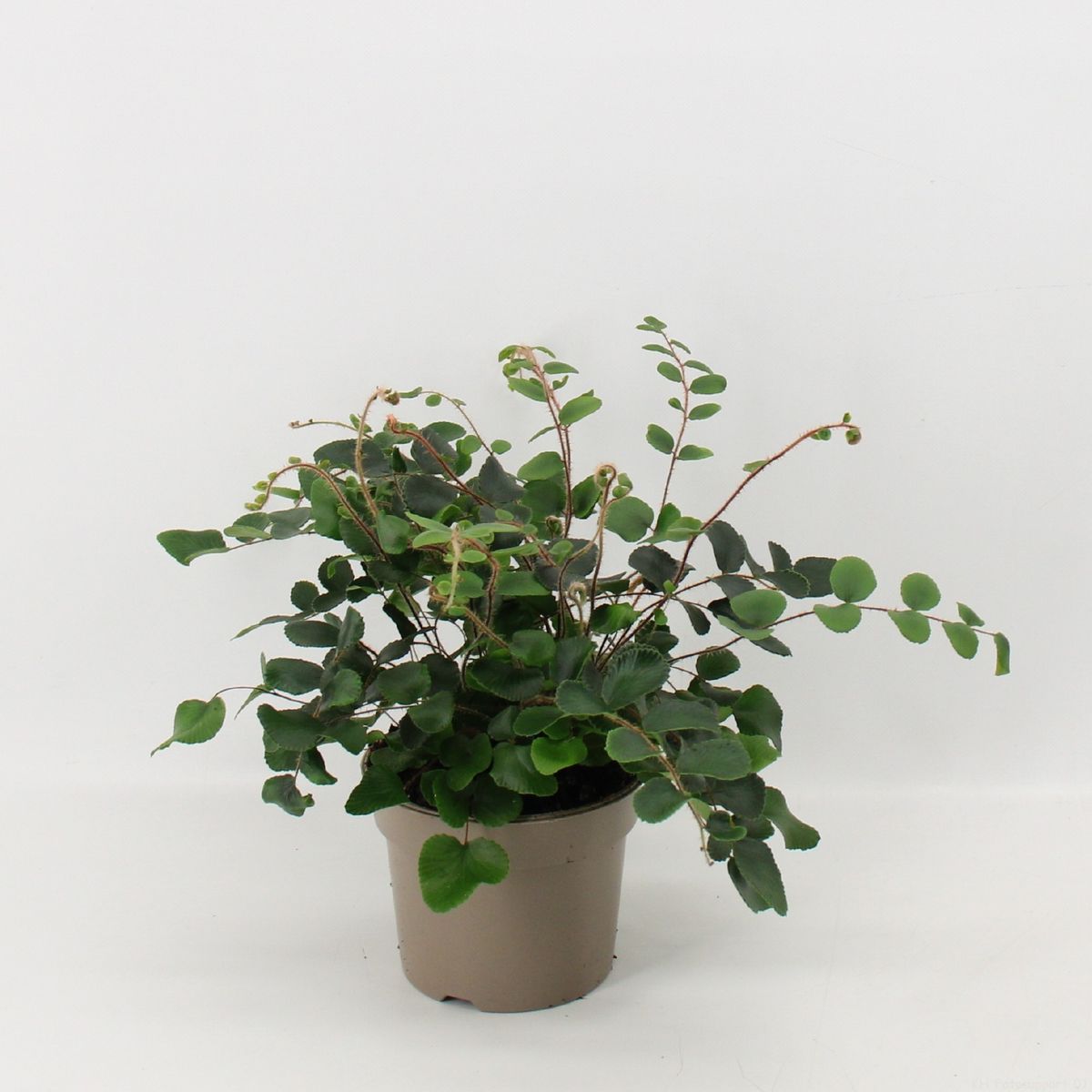 Pellaea rotundifolia — Plant Wholesale FlorAccess