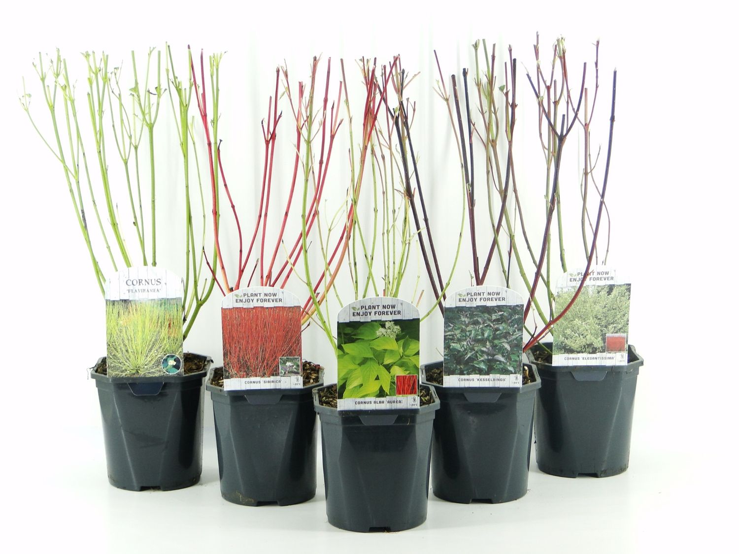 Cornus MIX — Plant Wholesale FlorAccess