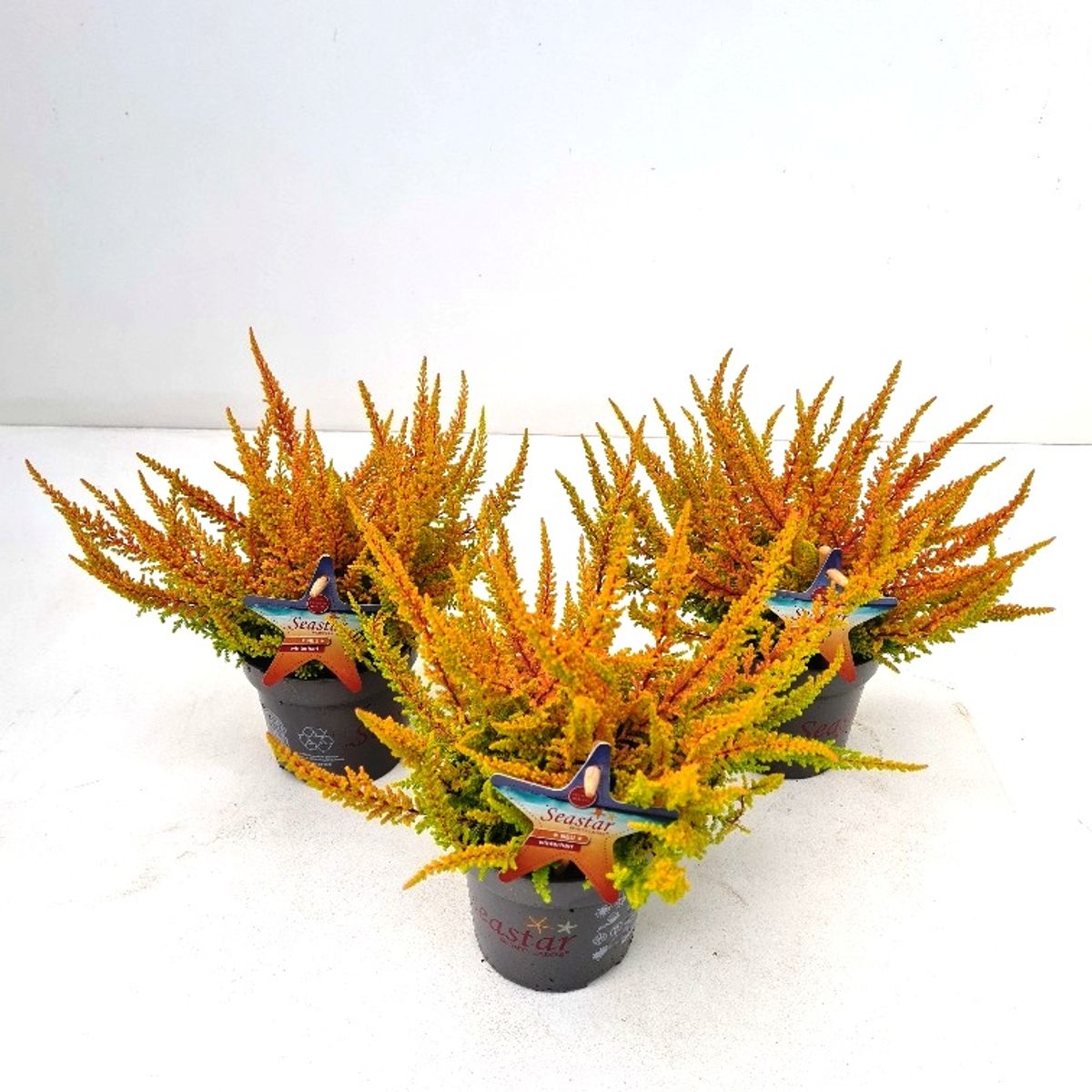 Calluna vulgaris BEAUTY LADIES SEASTAR — Plant Wholesale FlorAccess