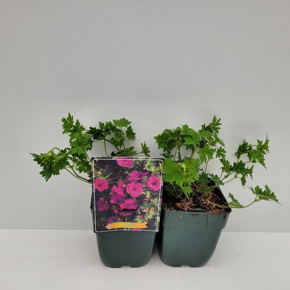 Geranium 'Little David' — Plant Wholesale FlorAccess