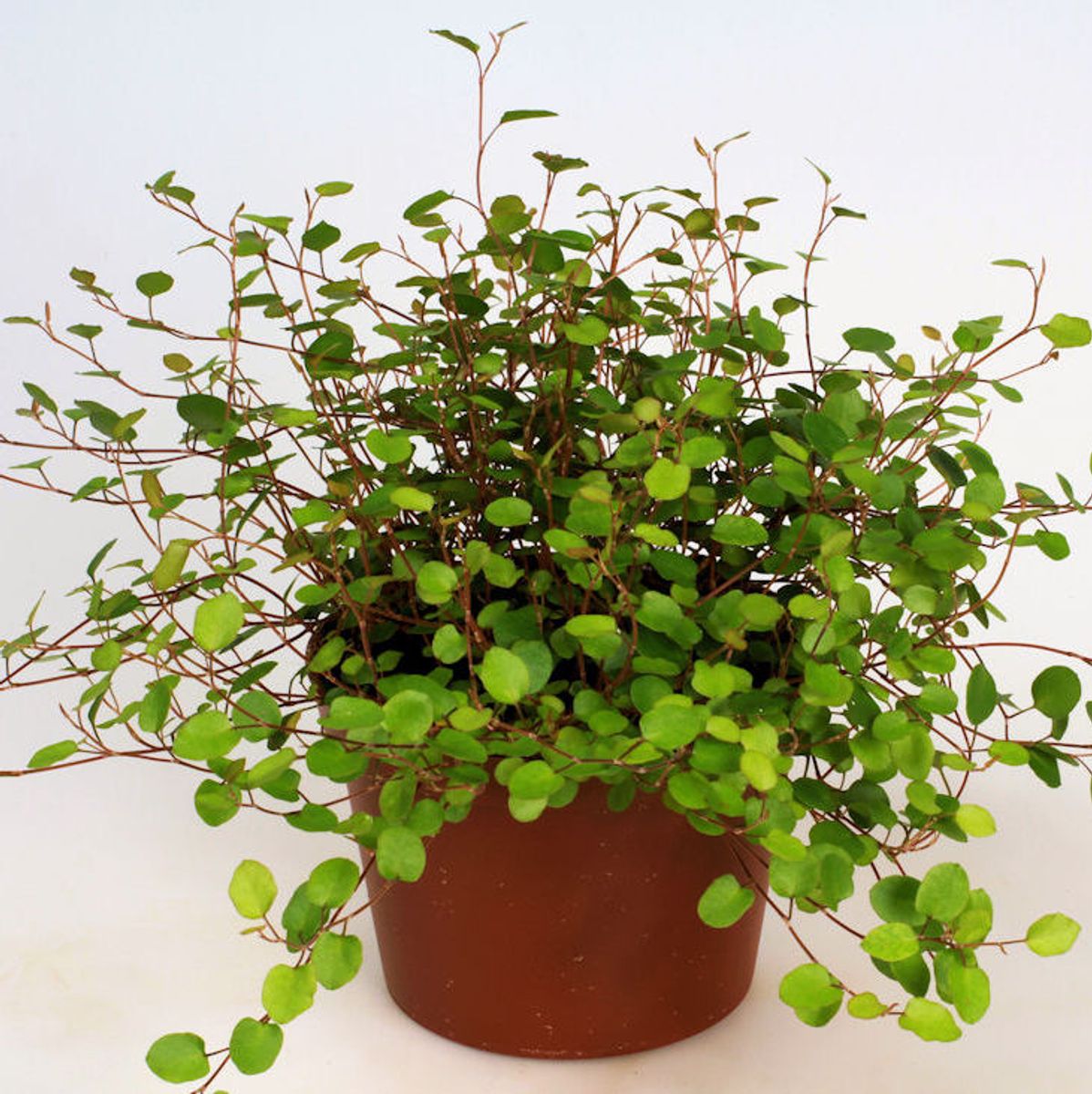 Muehlenbeckia complexa — Plant Wholesale FlorAccess