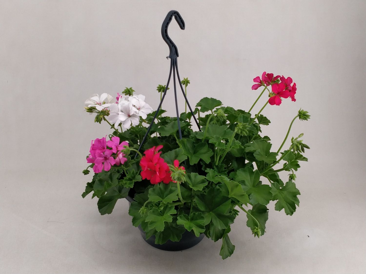Pelargonium MARCADA MIX IN POT — Plant Wholesale FlorAccess
