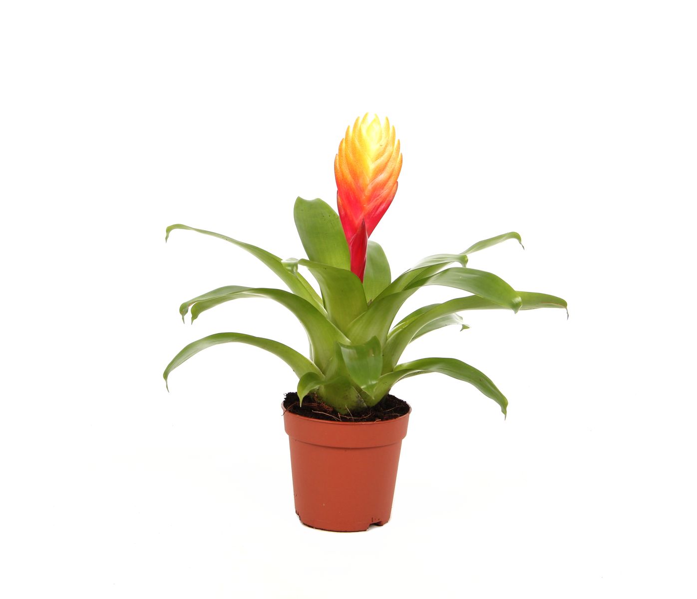 Vriesea 'El Dorado' — Plant Wholesale FlorAccess
