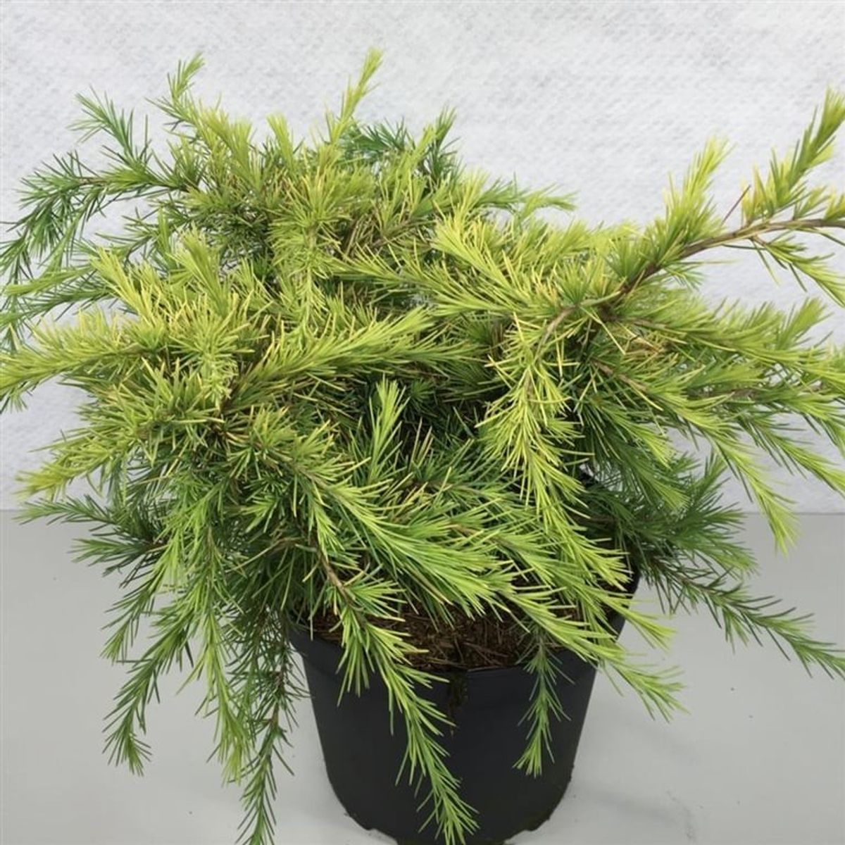 Cedrus deodara 'Golden Horizon' — Plant Wholesale FlorAccess