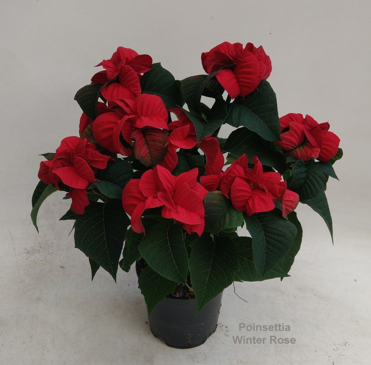 Euphorbia pulcherrima WINTER ROSE — Plant Wholesale FlorAccess