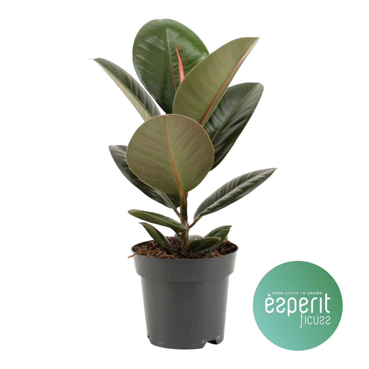 Ficus elastica 'Robusta' — Toptan Bitki Satışı FlorAccess