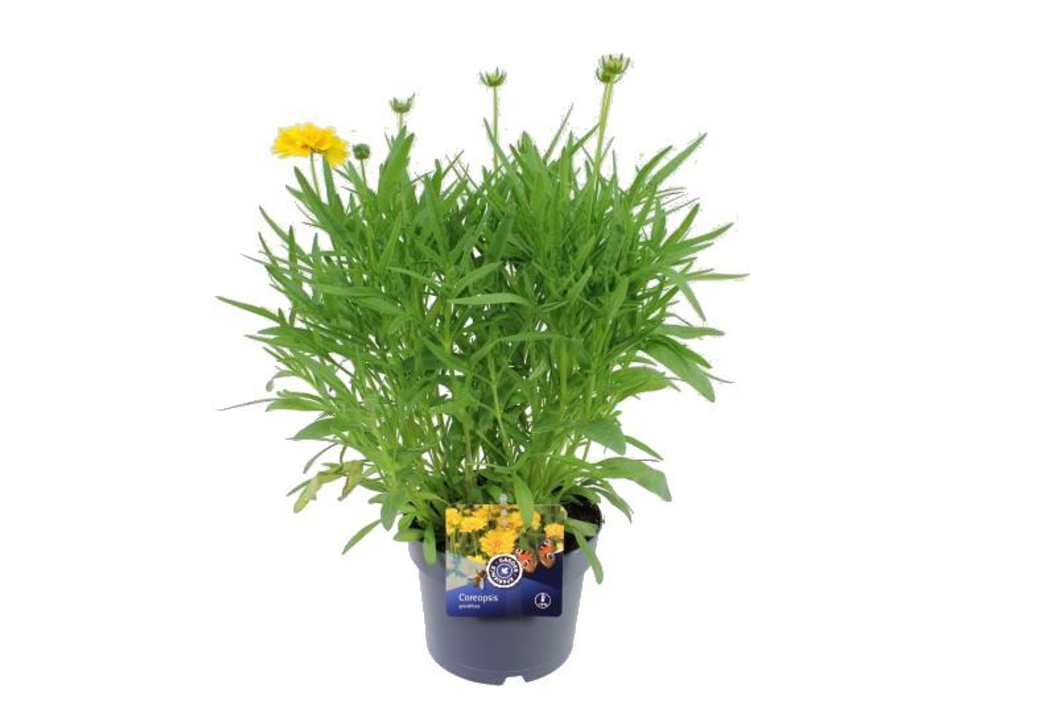 Coreopsis grandiflora DOUBLE THE SUN — Plant Wholesale FlorAccess