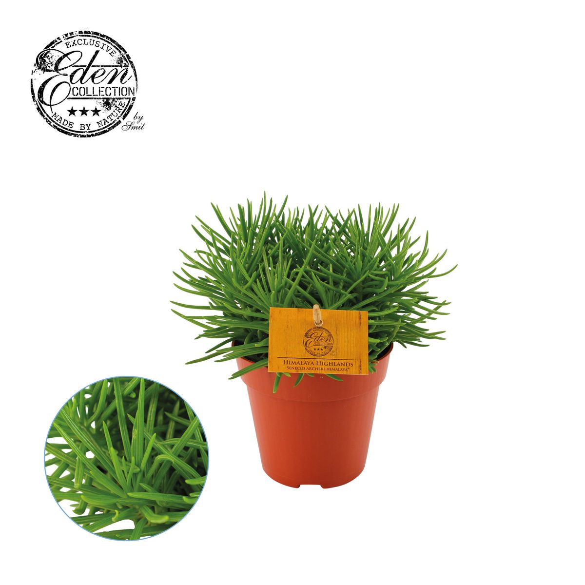 Senecio archeri 'Himalaya' — Pflanzengroßhandel FlorAccess