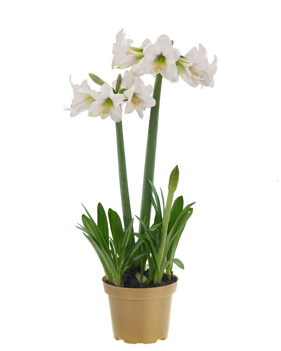 Hippeastrum SONATINI WHITE RASCAL — Рослини оптом FlorAccess