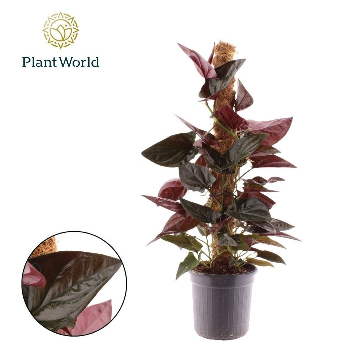 Syngonium erythrophyllum 'Red Arrow' — Plant Wholesale FlorAccess
