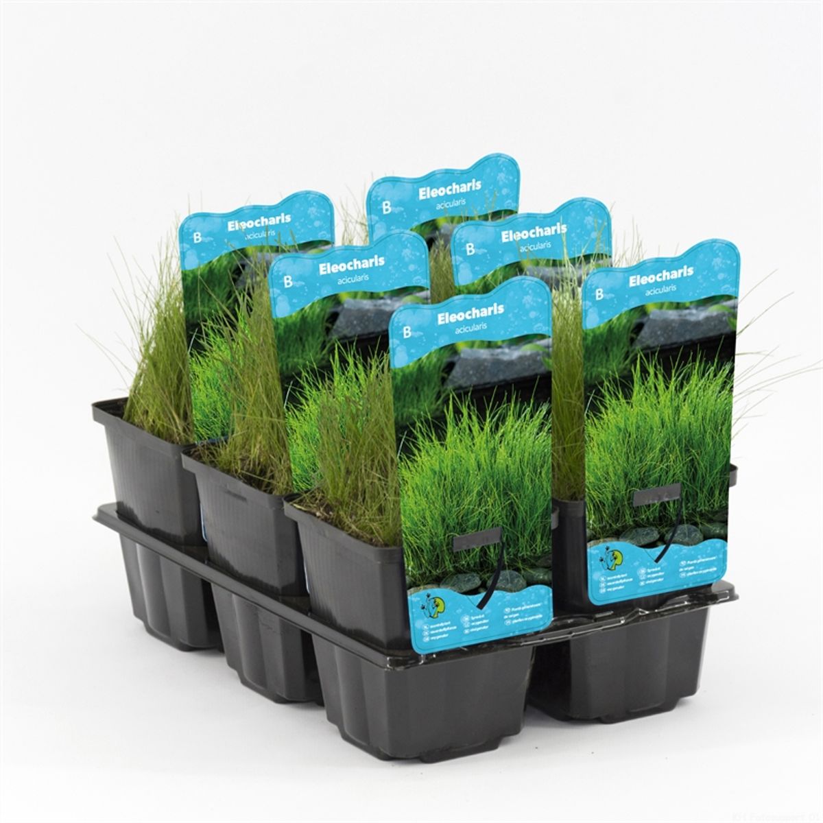 Eleocharis acicularis — Plant Wholesale FlorAccess
