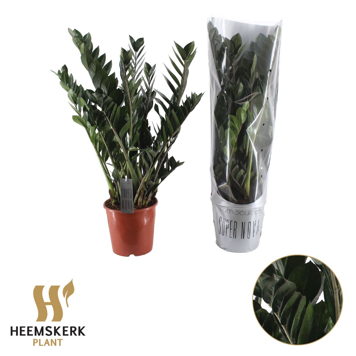 Zamioculcas zamiifolia SUPER NOVA — Plant Wholesale FlorAccess